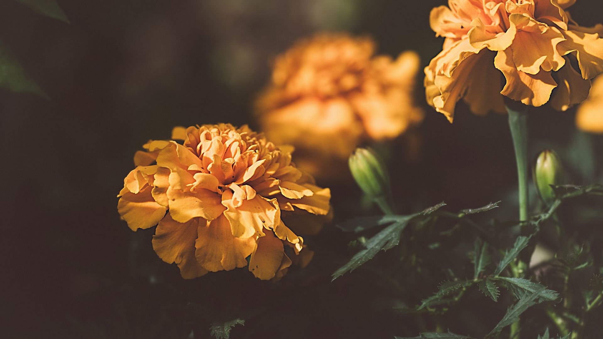 I Found the Best Marigold Lane Stores in Bangalore - You Won't Believe ...